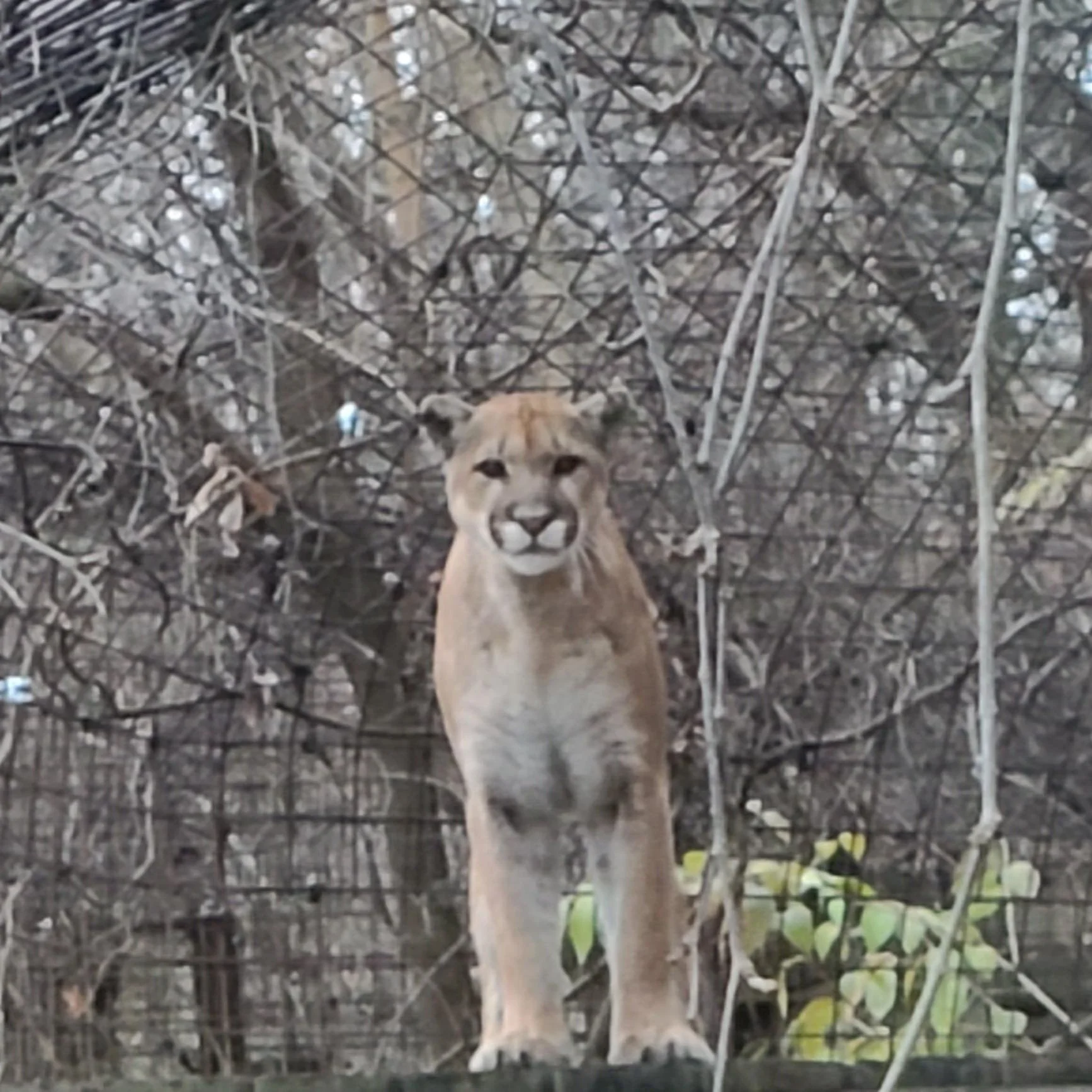Capone — Exotic Feline Rescue Center