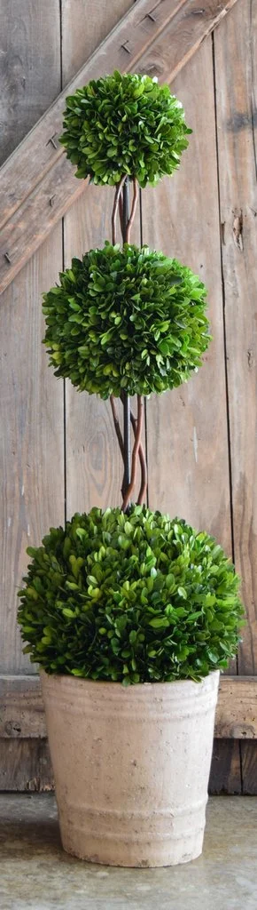 Preserved Boxwood Topiary