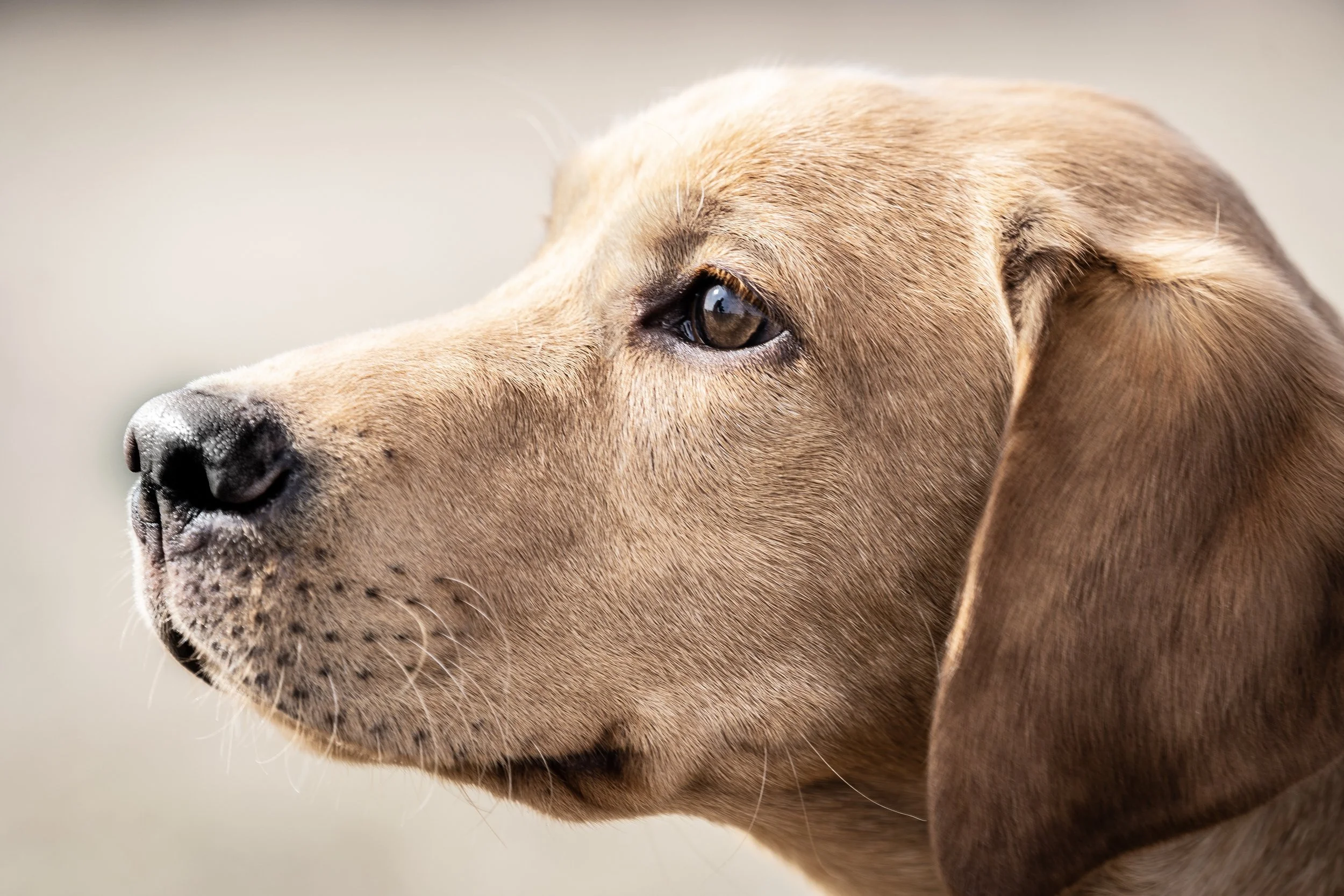 Rottweiler Yellow Lab Puppies