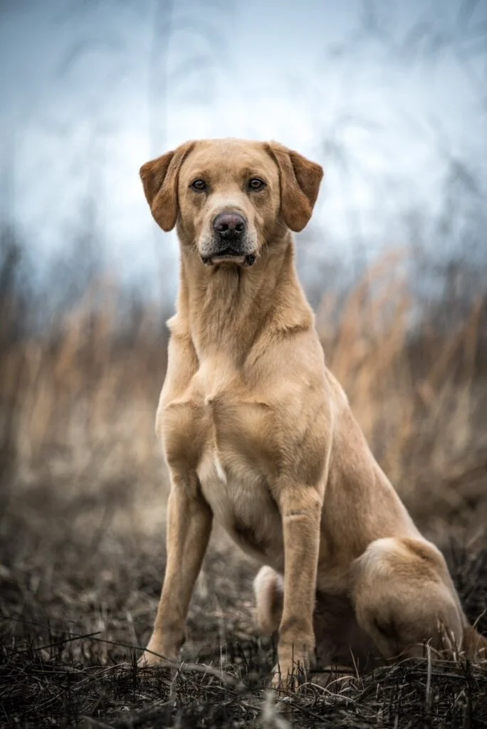 Studs — RIVER STONE KENNELS