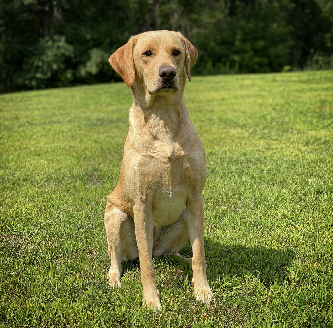 The ladies — RIVER STONE KENNELS