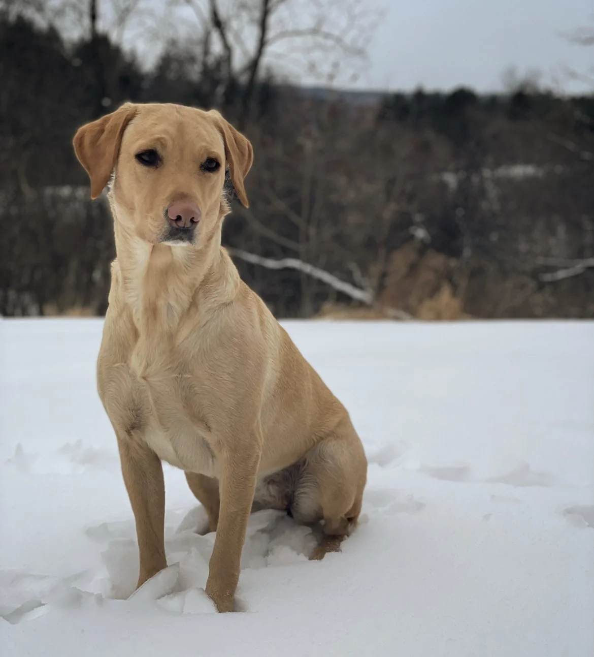 The ladies — RIVER STONE KENNELS