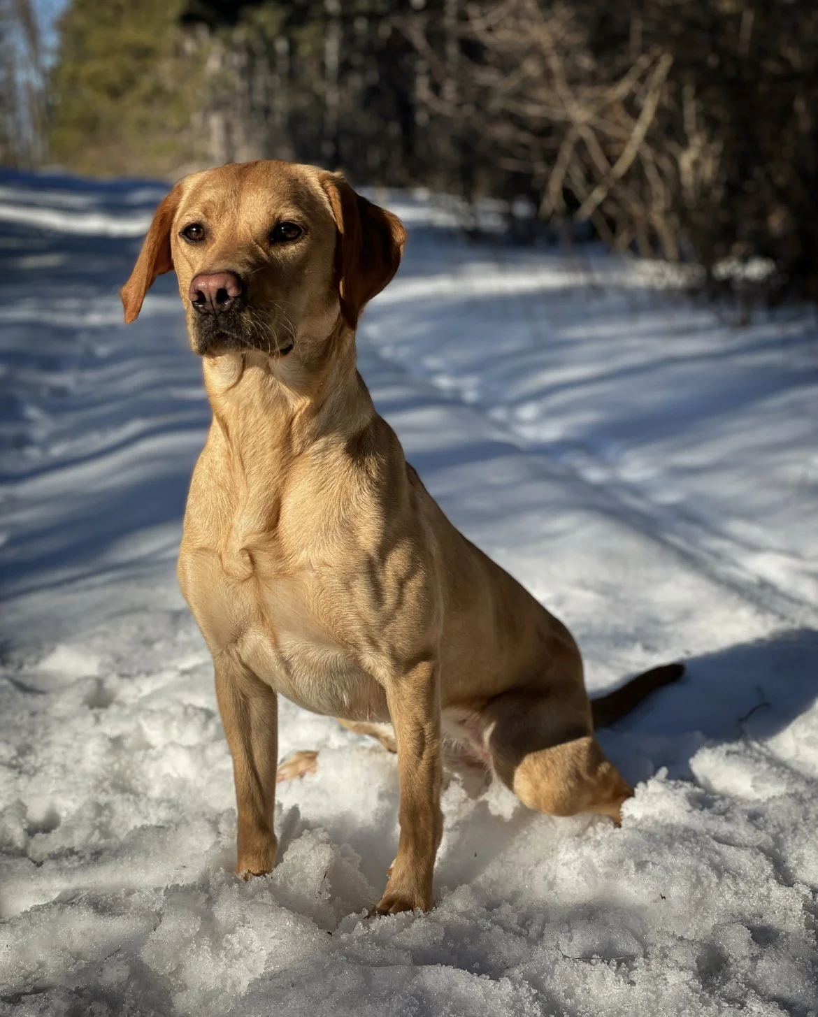 The ladies — RIVER STONE KENNELS