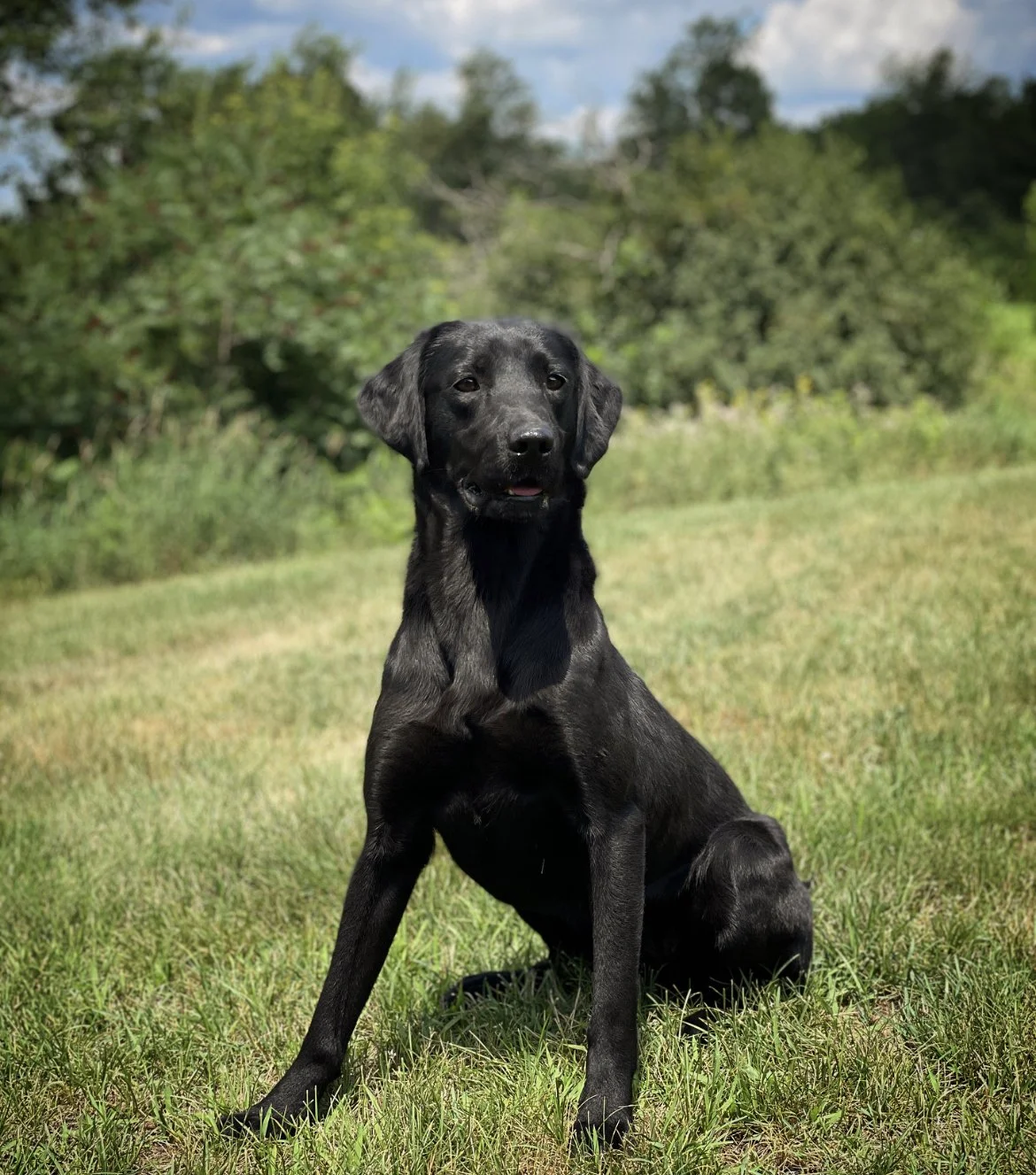The ladies — RIVER STONE KENNELS