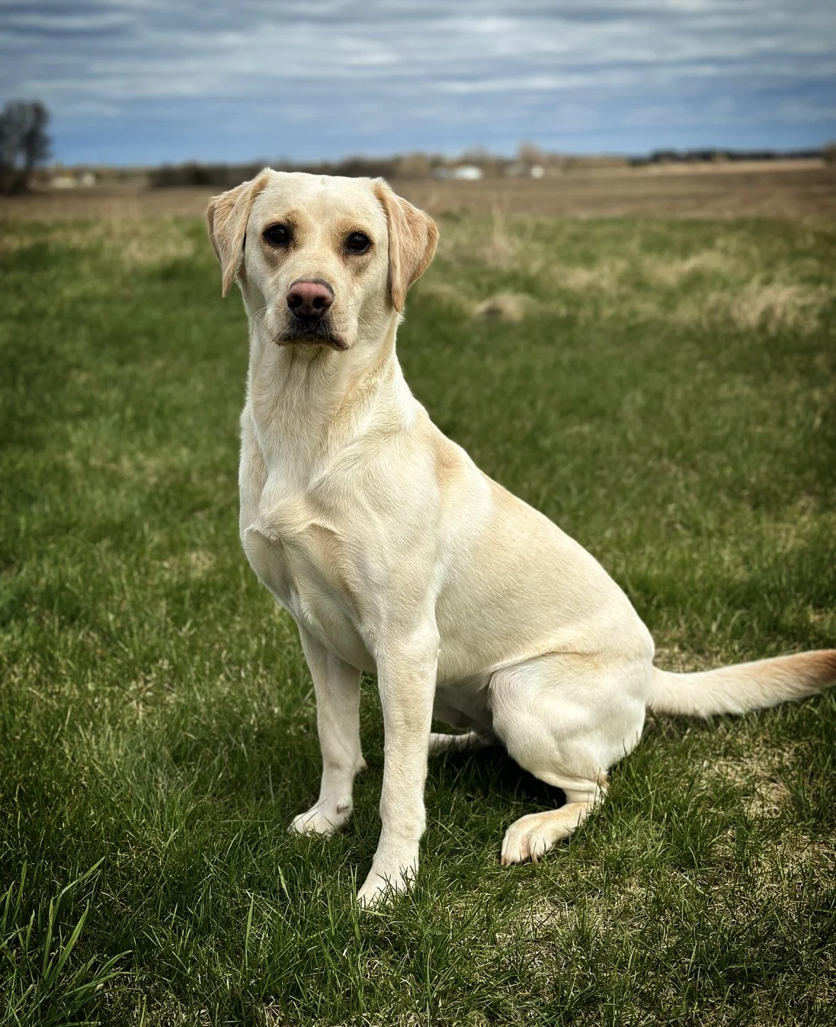 The ladies — RIVER STONE KENNELS