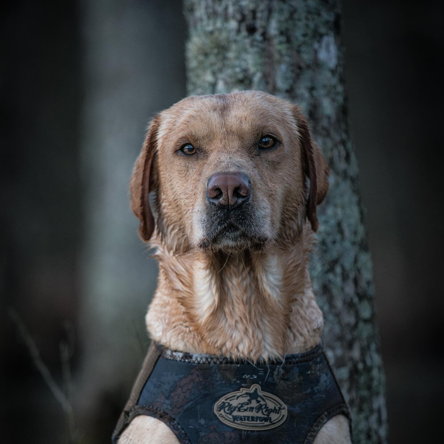 Male, Female, Size & Color — RIVER STONE KENNELS