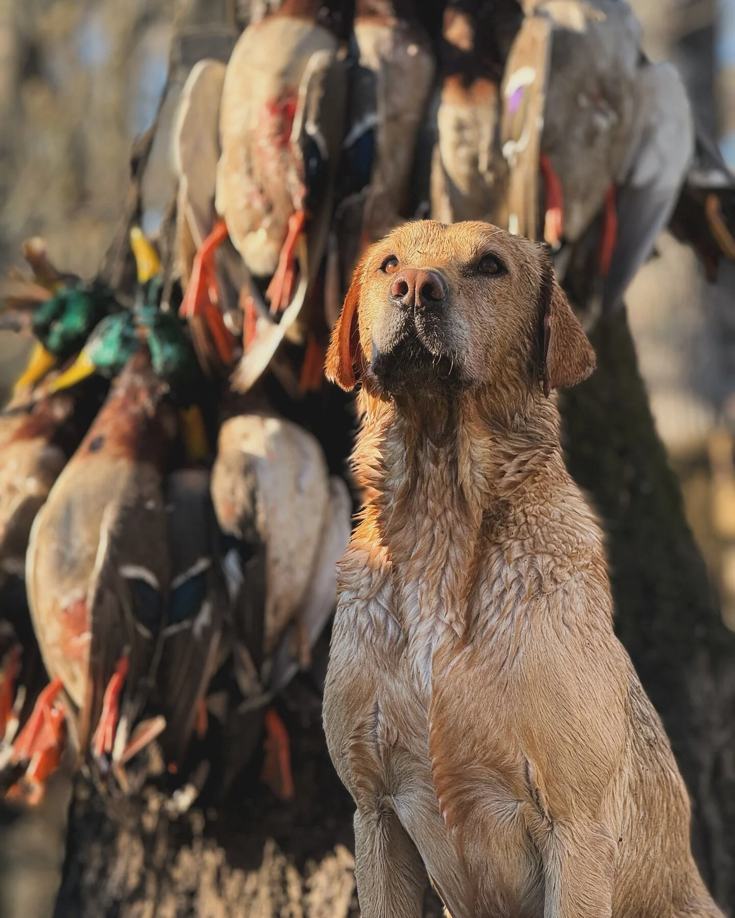 Puppies — RIVER STONE KENNELS