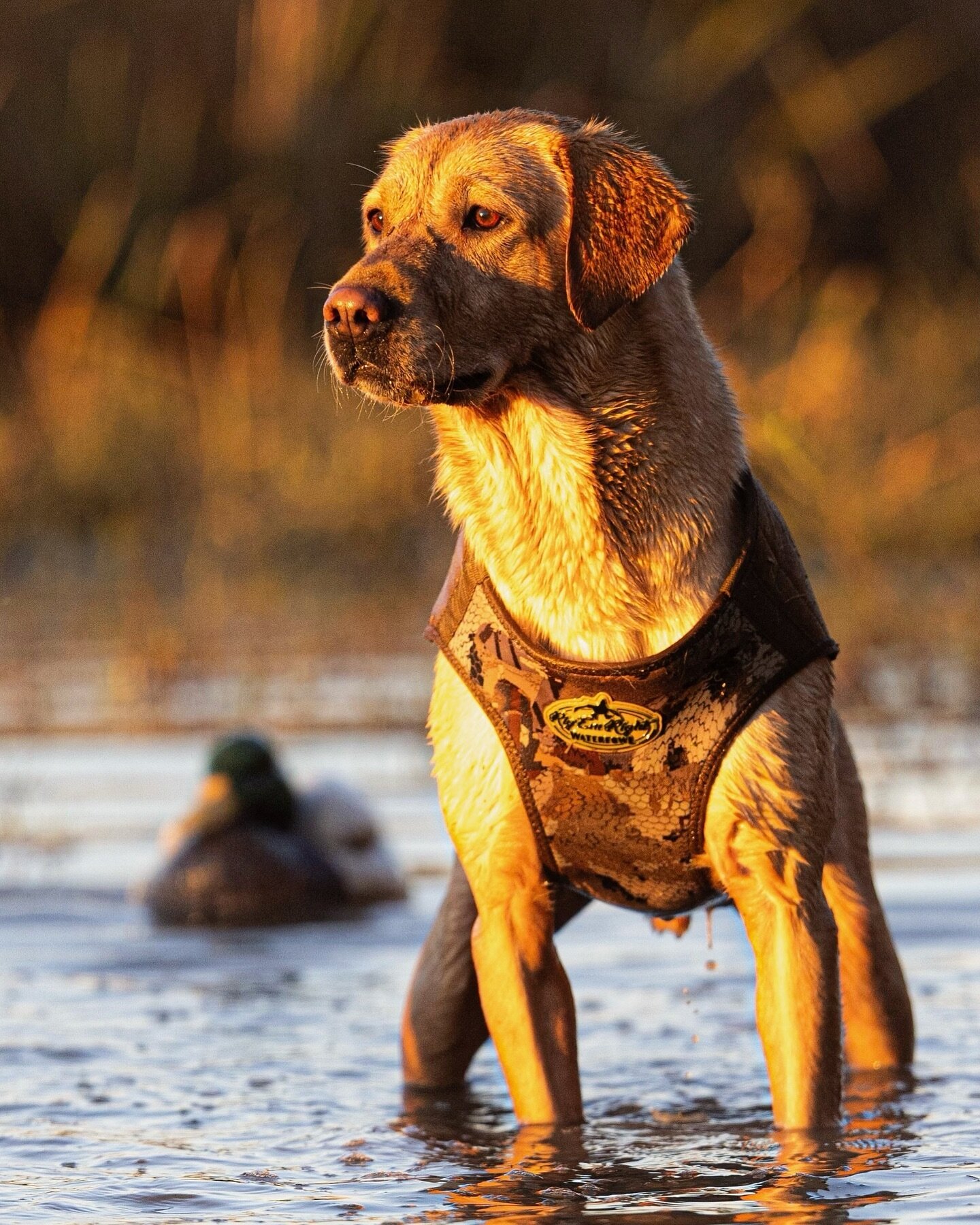 Puppies — RIVER STONE KENNELS