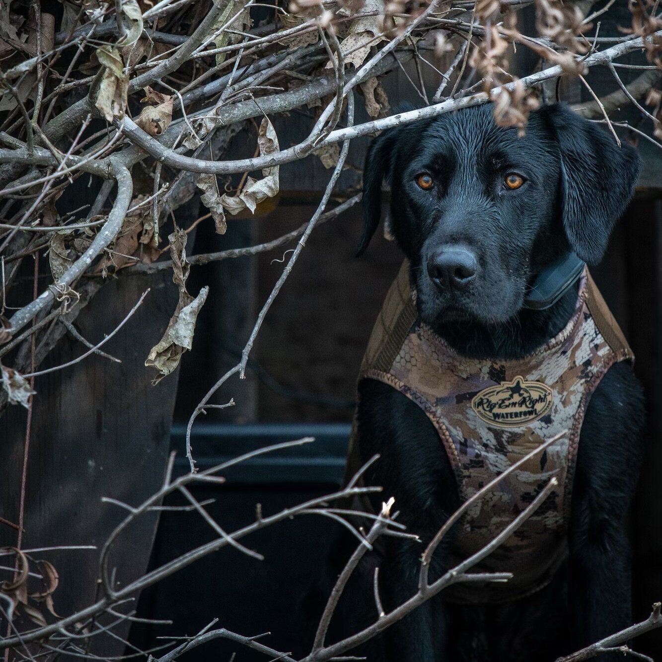 Puppies — RIVER STONE KENNELS