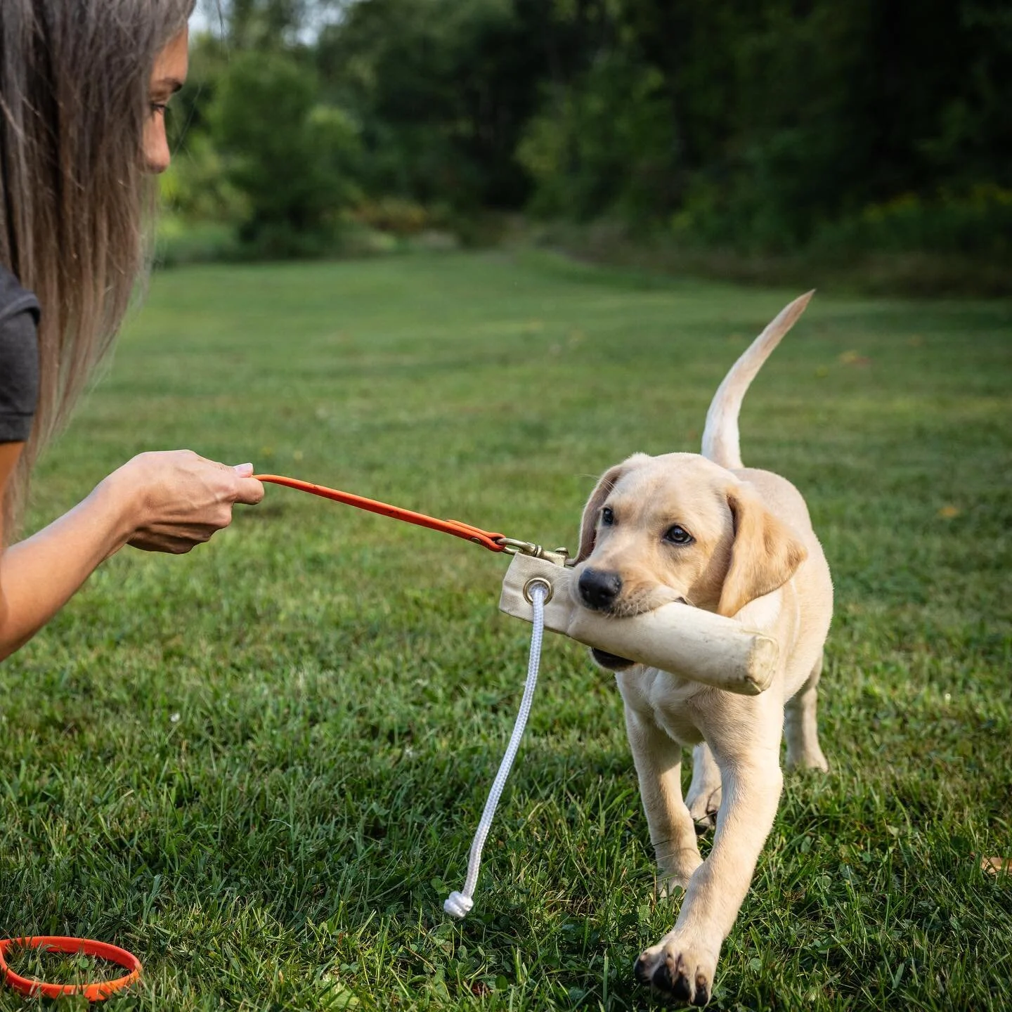 Puppies — RIVER STONE KENNELS