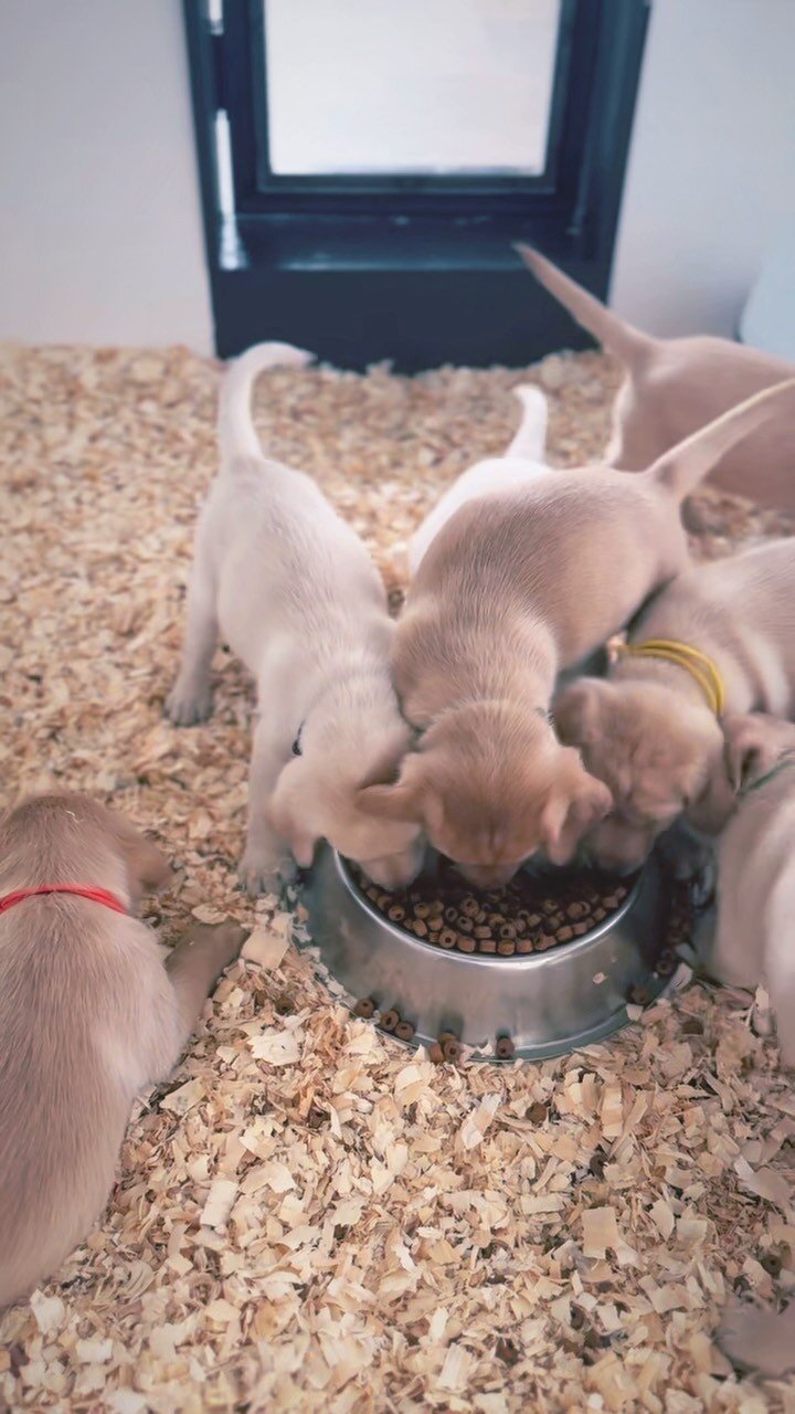 Puppies — RIVER STONE KENNELS