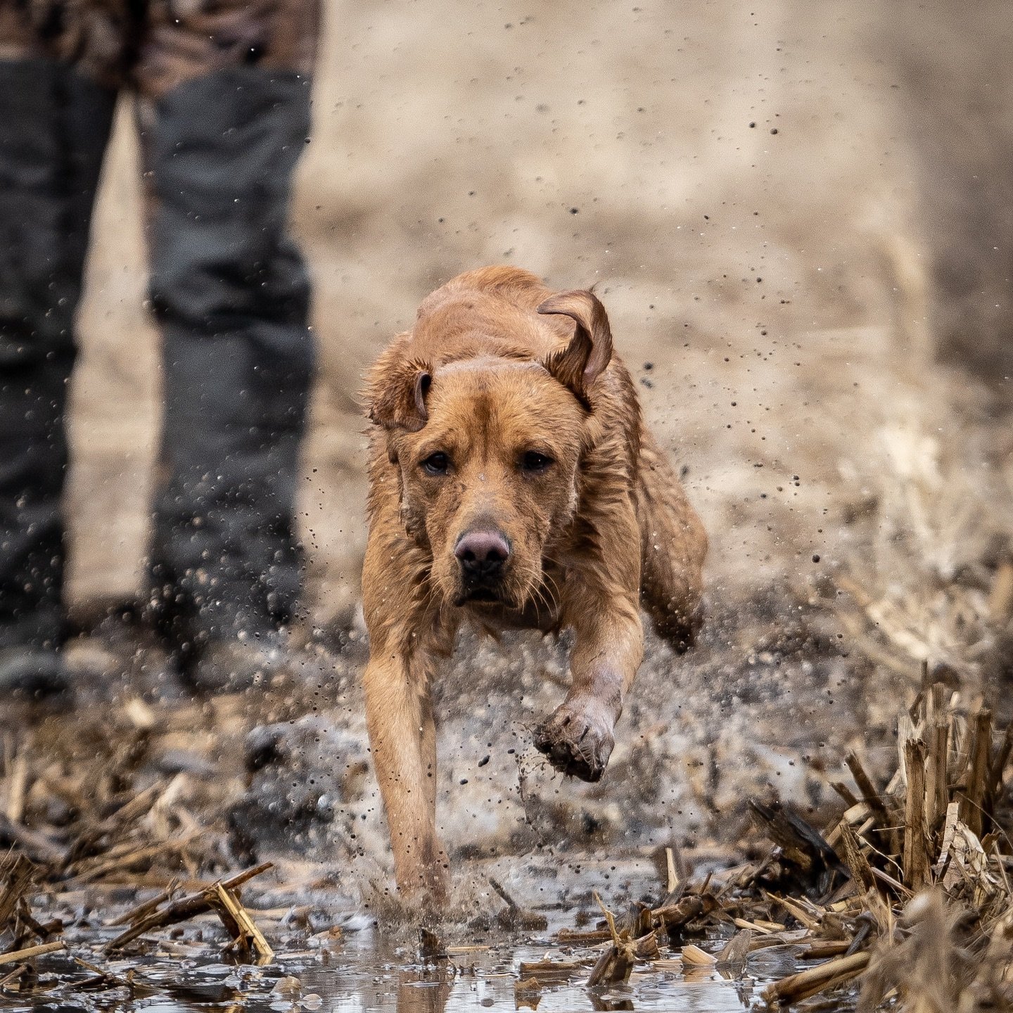 Puppies — RIVER STONE KENNELS
