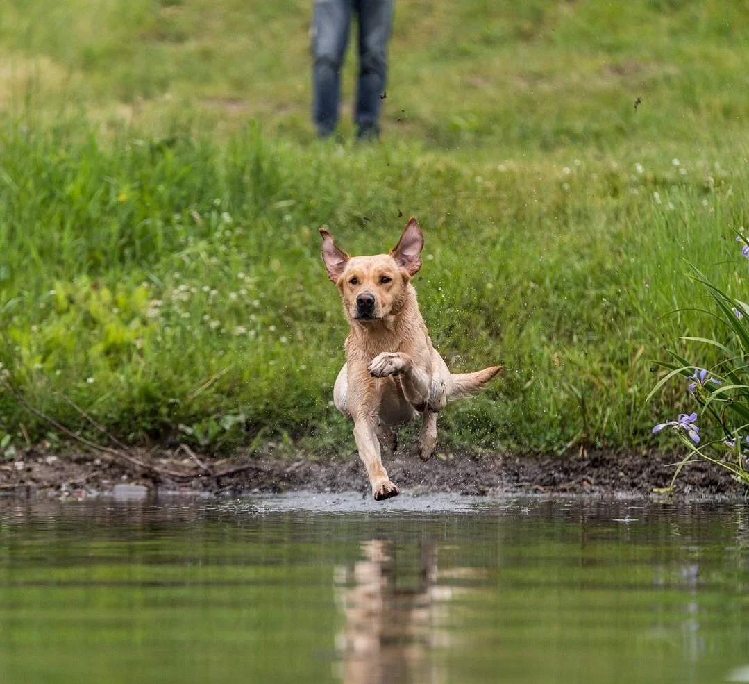 Puppies — RIVER STONE KENNELS