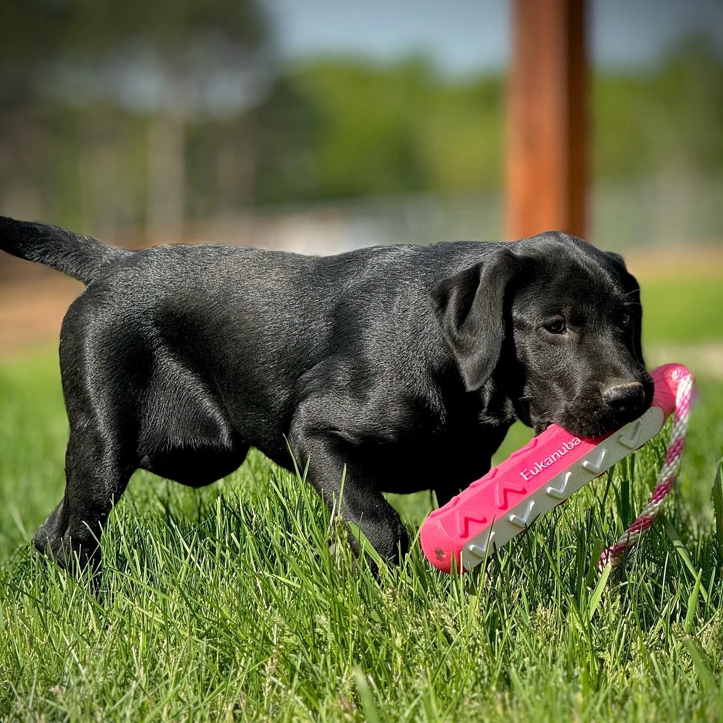 Puppies — RIVER STONE KENNELS