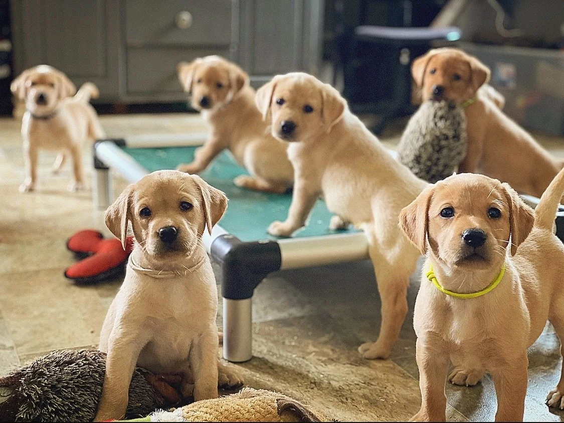 Puppies — WELCOME TO RIVER STONE