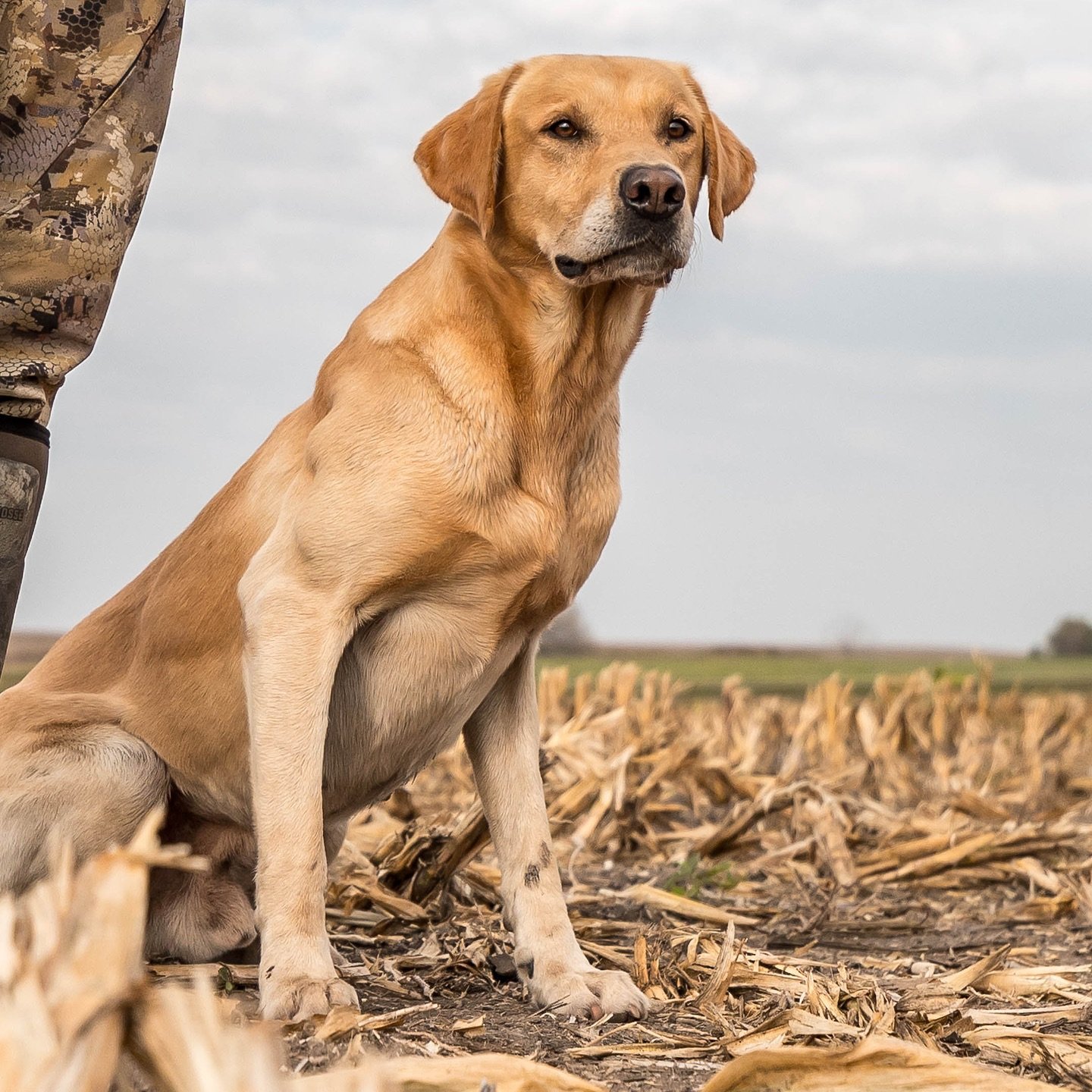 Puppies — WELCOME TO RIVER STONE
