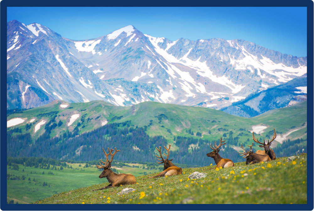 WILDLIFE ENCOUNTERS: — Lives of Lara