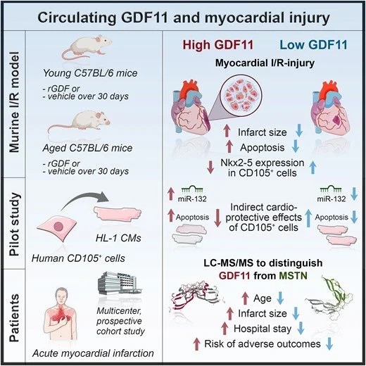 The evidence for and against GDF-11 as an anti-aging treatment — Evolve ...
