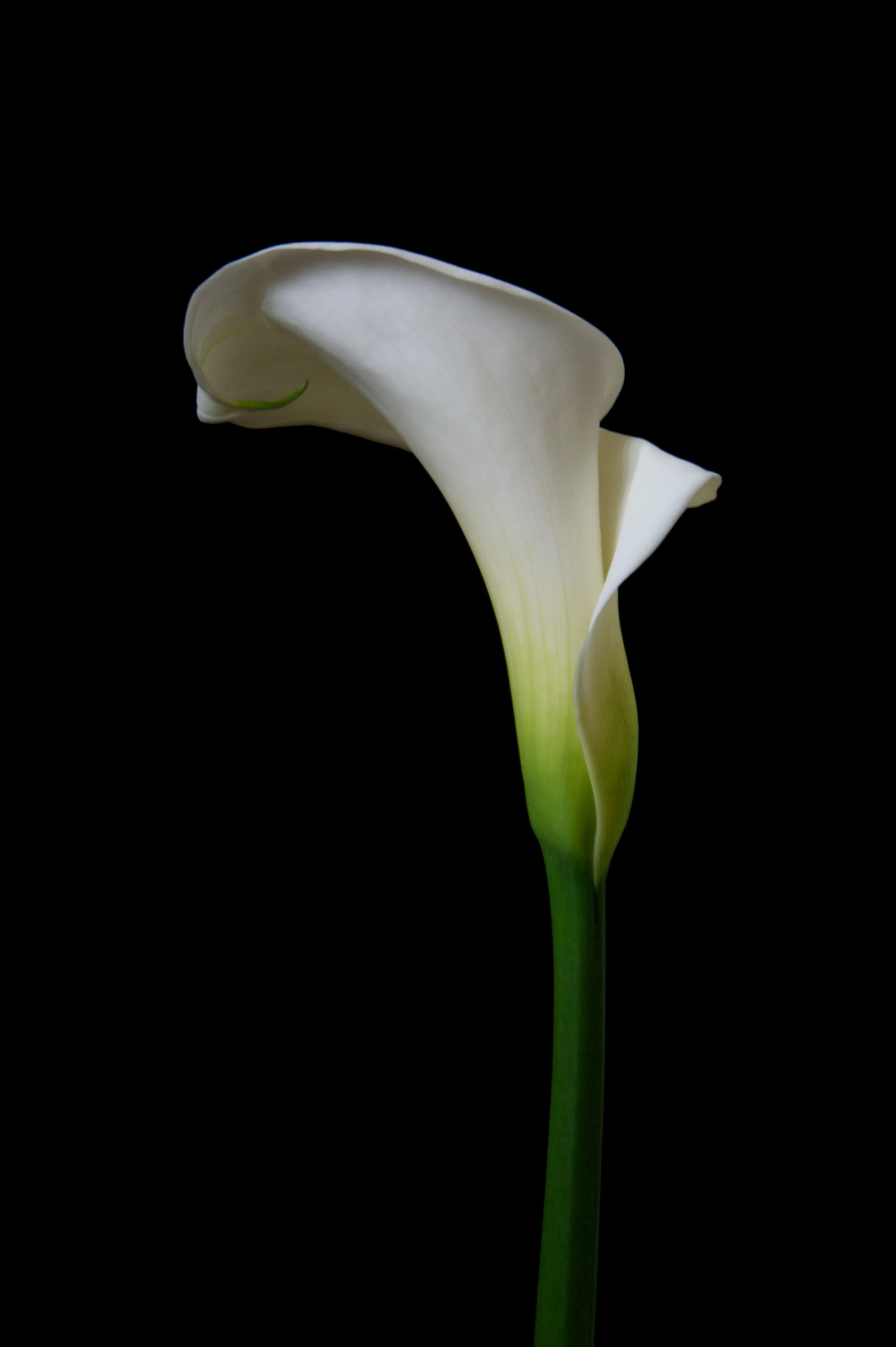 Sarah Mancini Photographer — Sarah Mancini