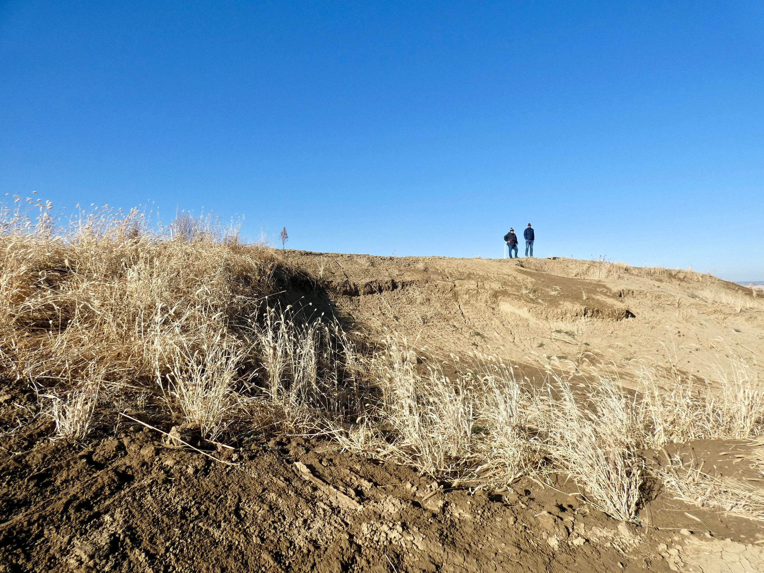 In Nebraska, Landmand is King Collins' Next Very Big Thing — Lying Four