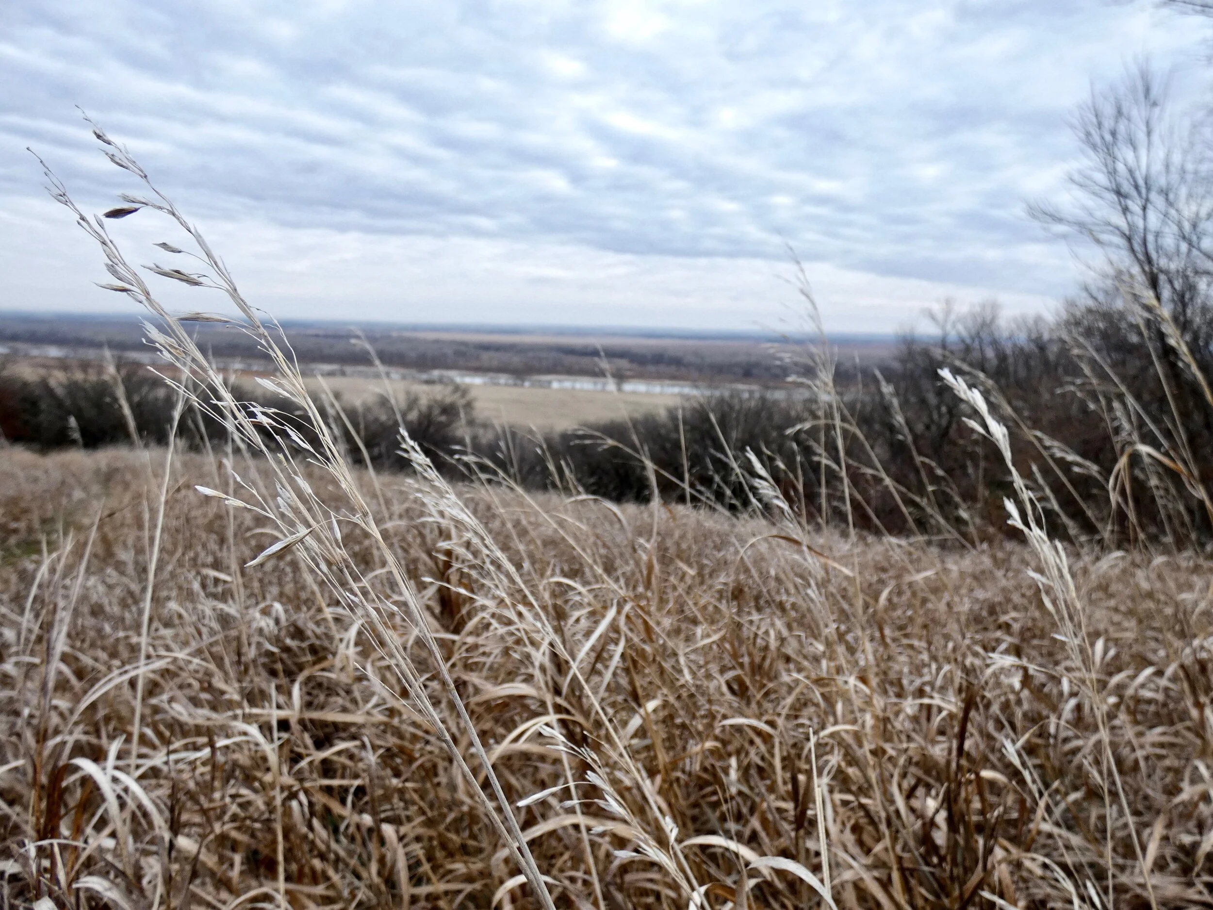 In Nebraska, Landmand is King Collins' Next Very Big Thing — Lying Four