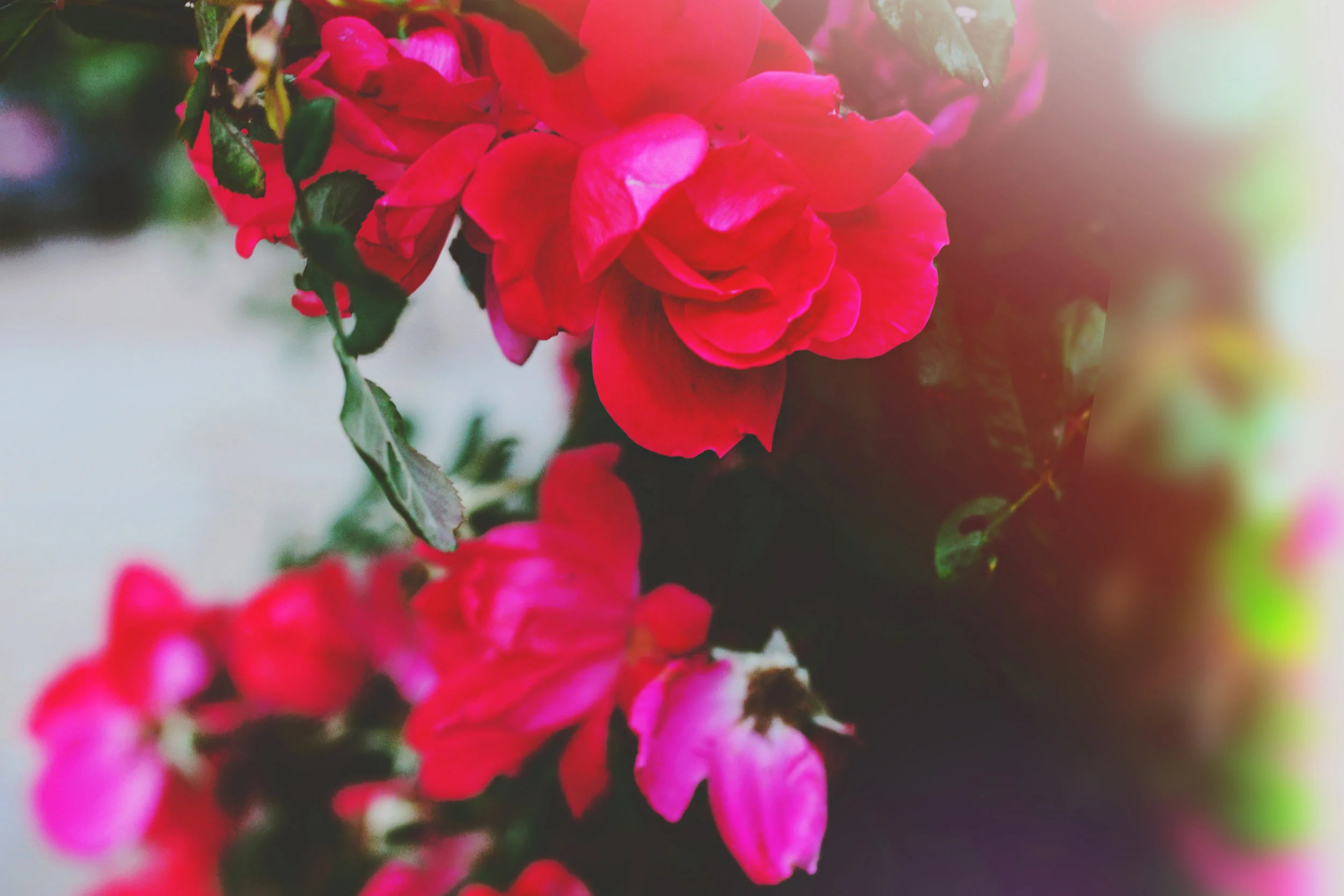 About Us | Indigo Photography • Video