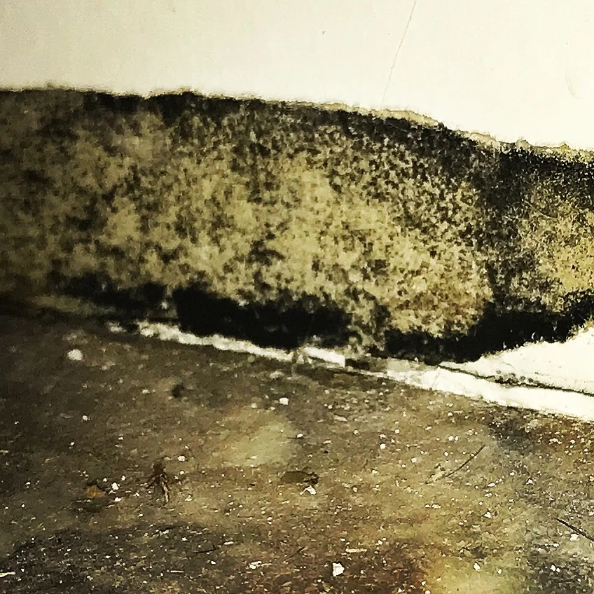 PJ Harlow Wellness — What Mold Toxicity feels like, from symptoms to shame.