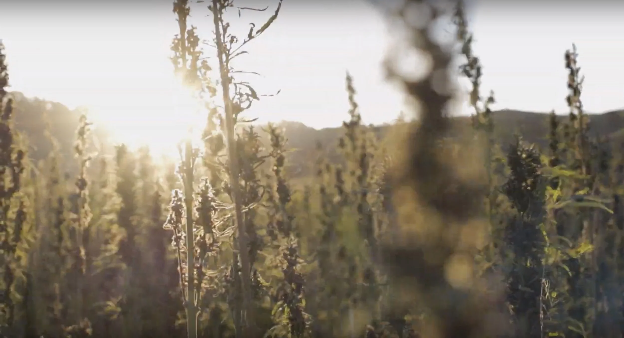 Hemp Suppliers NZ | Hemp Connect