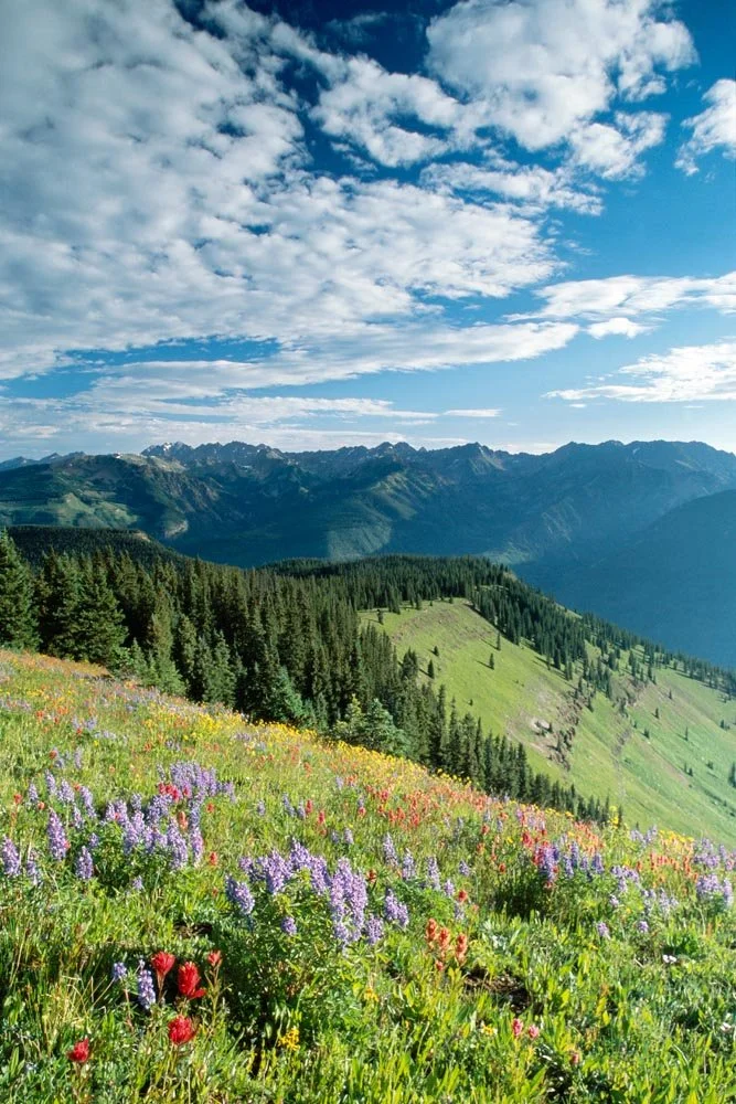 "I taste a liquor never brewed" by Emily Dickinson — Tending Roses