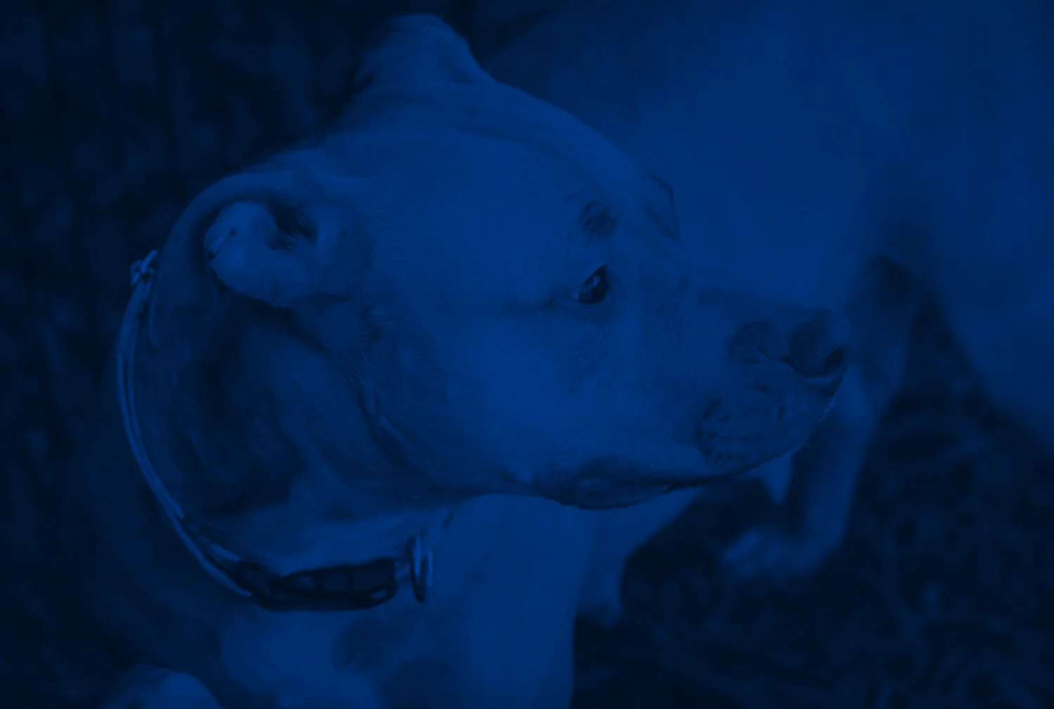 Why Dogs Should Not Be Chained