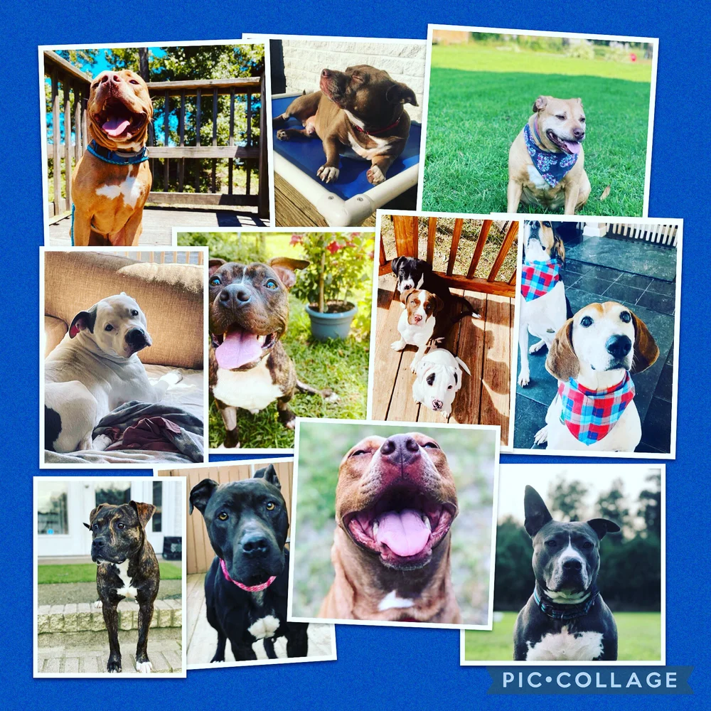 Dogs Deserve Better | Leading The Way And Making A Difference for ...