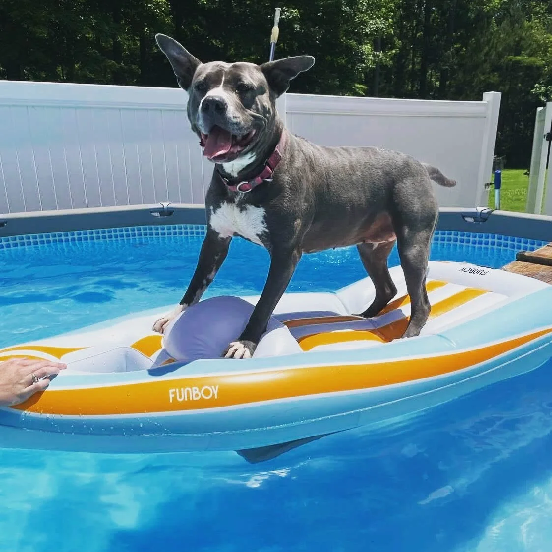 Dogs Deserve Better | Leading The Way And Making A Difference for ...