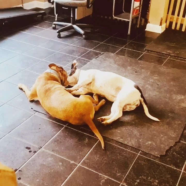 Dogs Deserve Better | Leading The Way And Making A Difference for ...