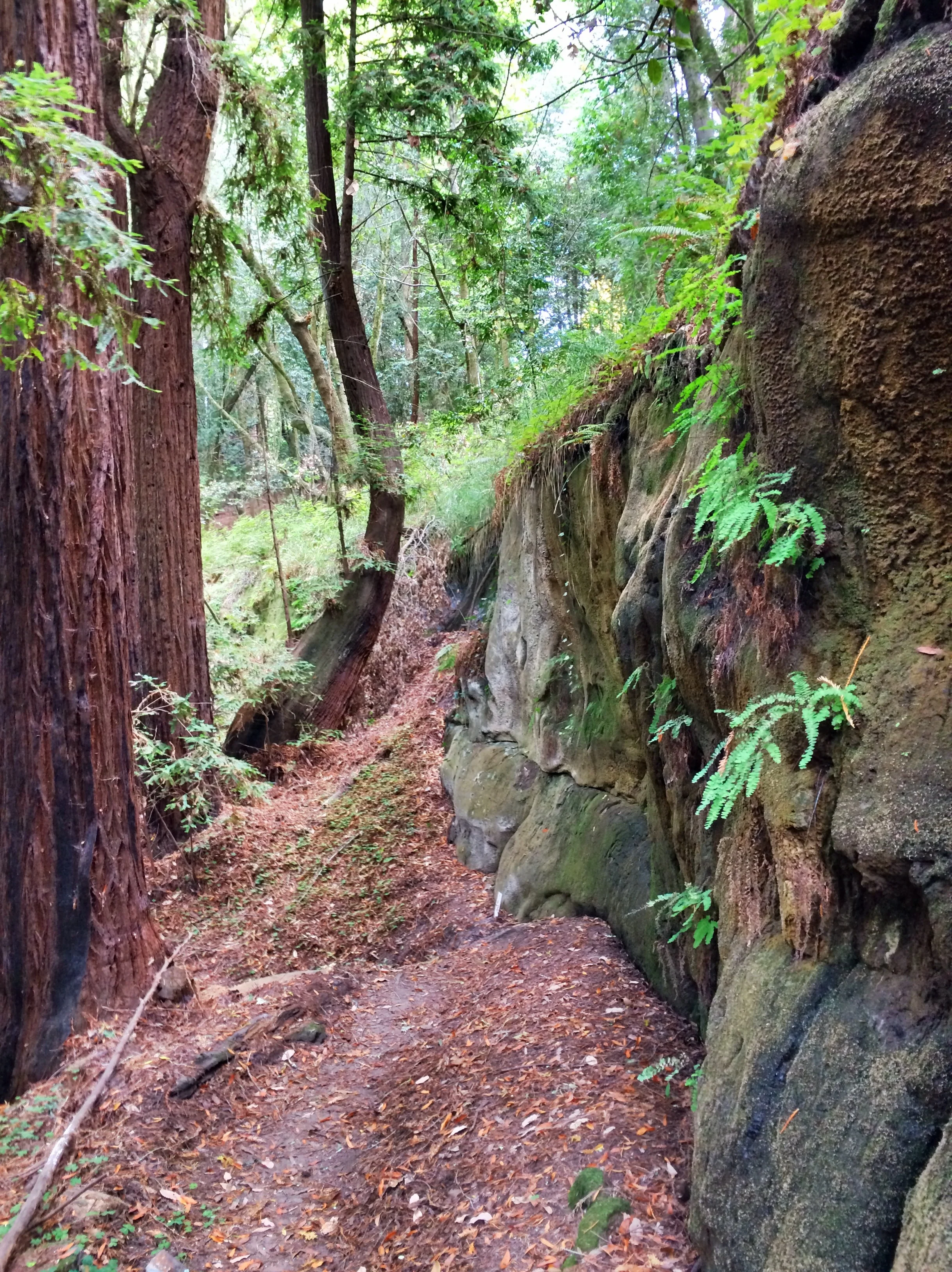 Loop Trail — The Madeleine Sone Wildlife preserve
