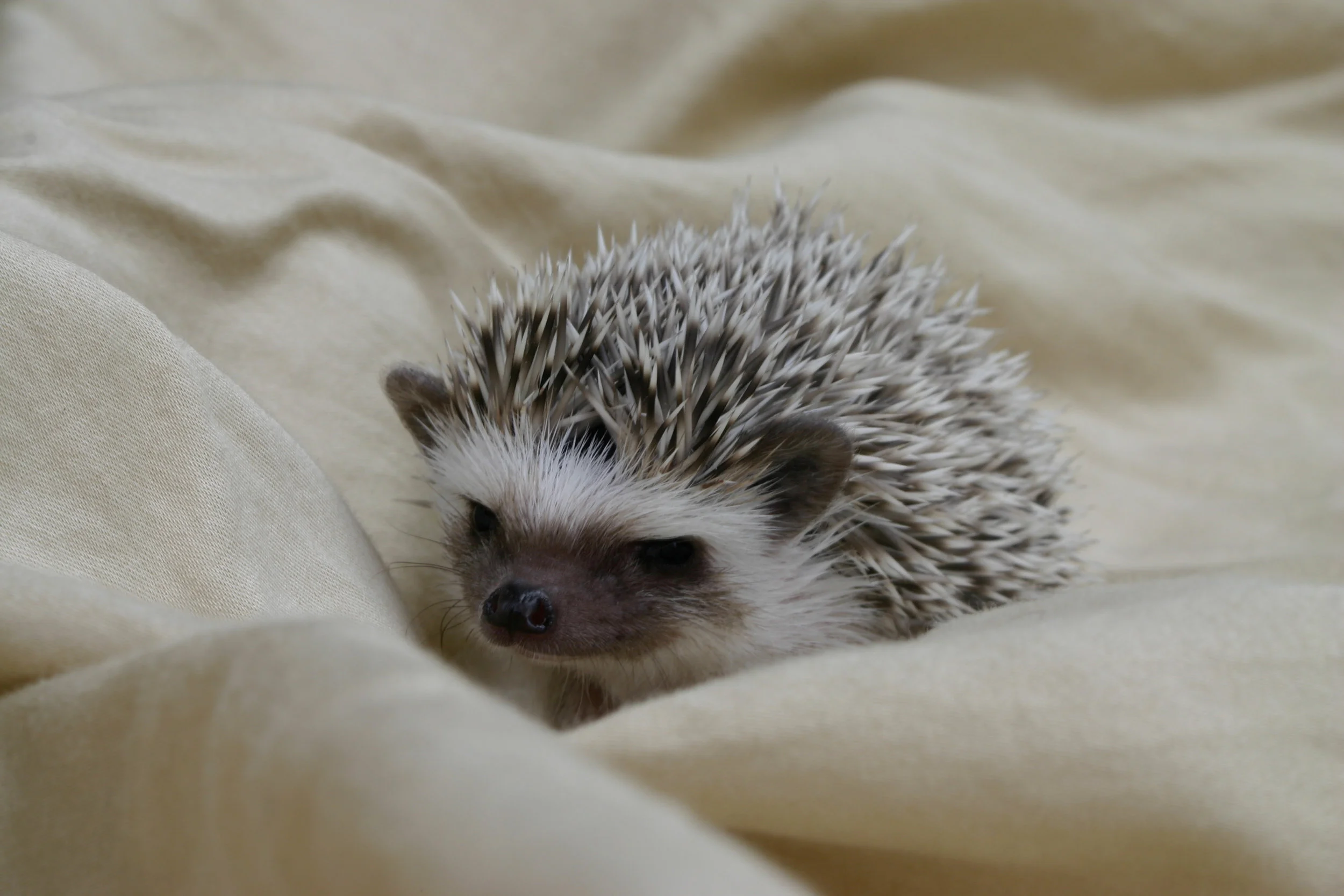 Watch me grow – Baby hedgehogs growing up! — Hamor Hollow Hedgehogs