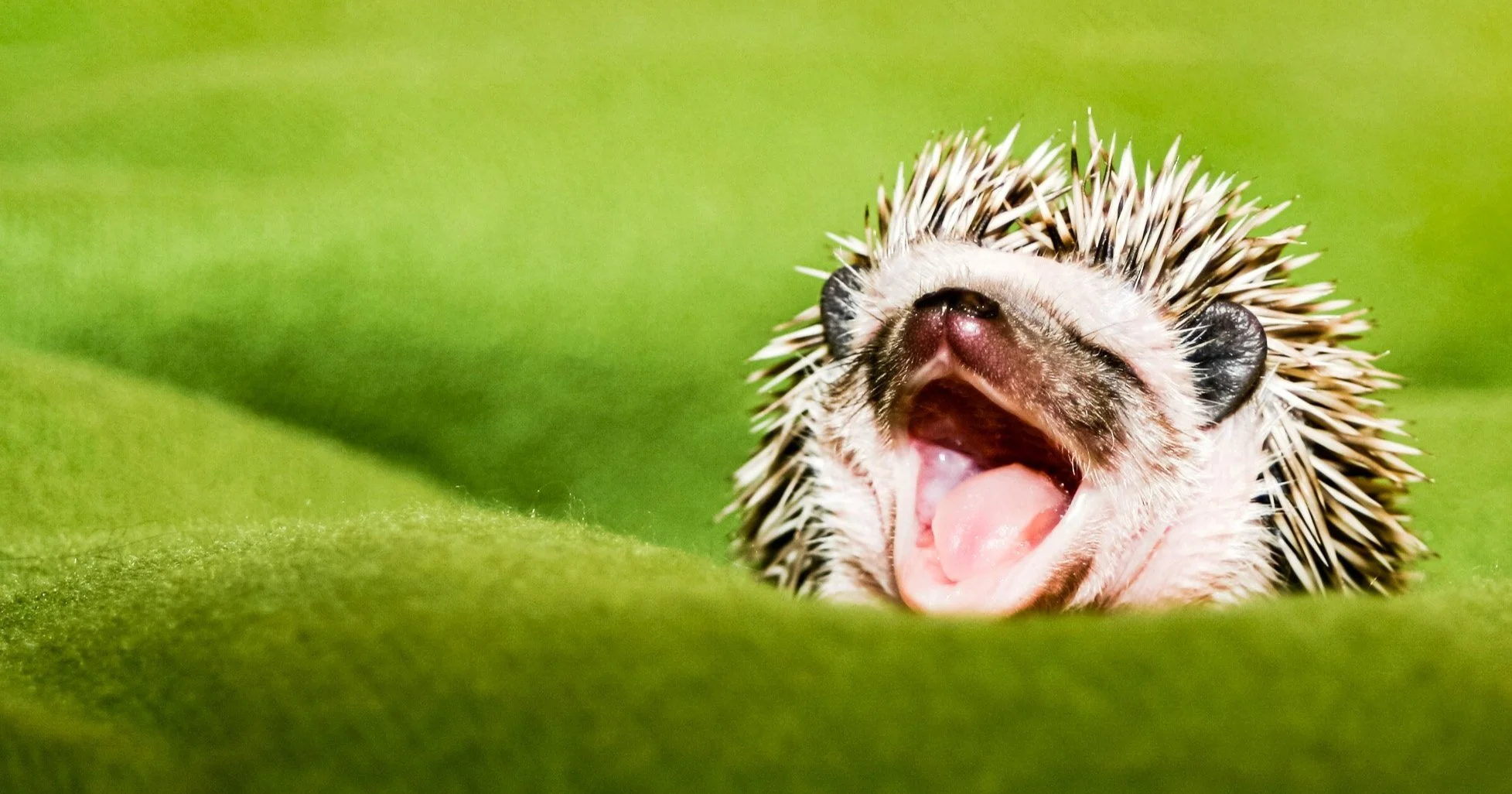 Yawning Hedgehog