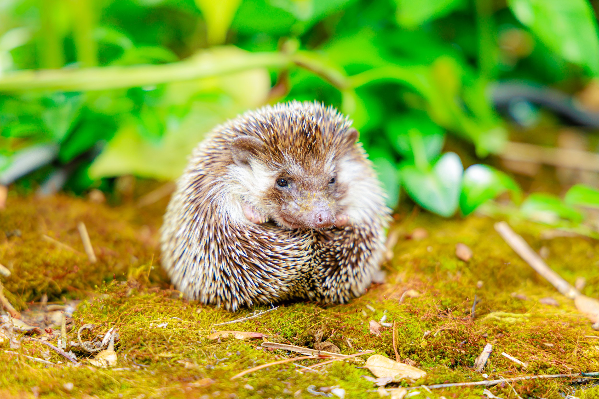Cute Baby Hedgehogs