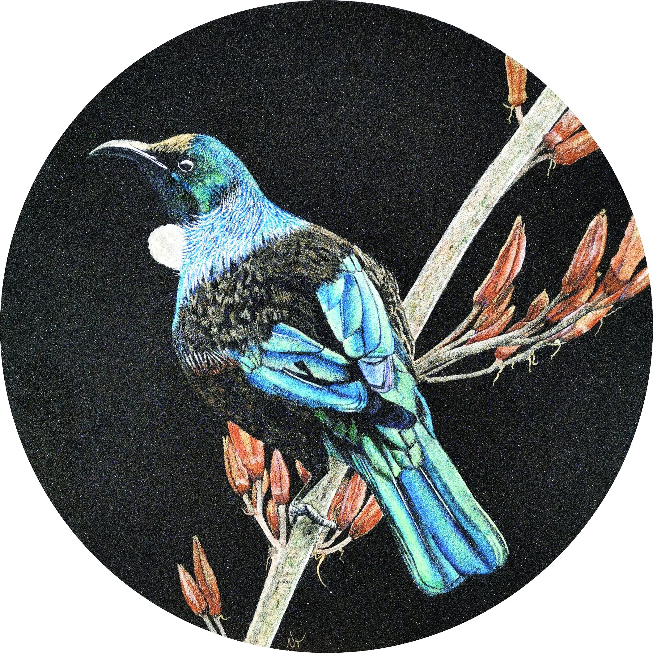 New Zealand Bird Paintings-Original Natural Art-Nancytschetner — Nancy ...