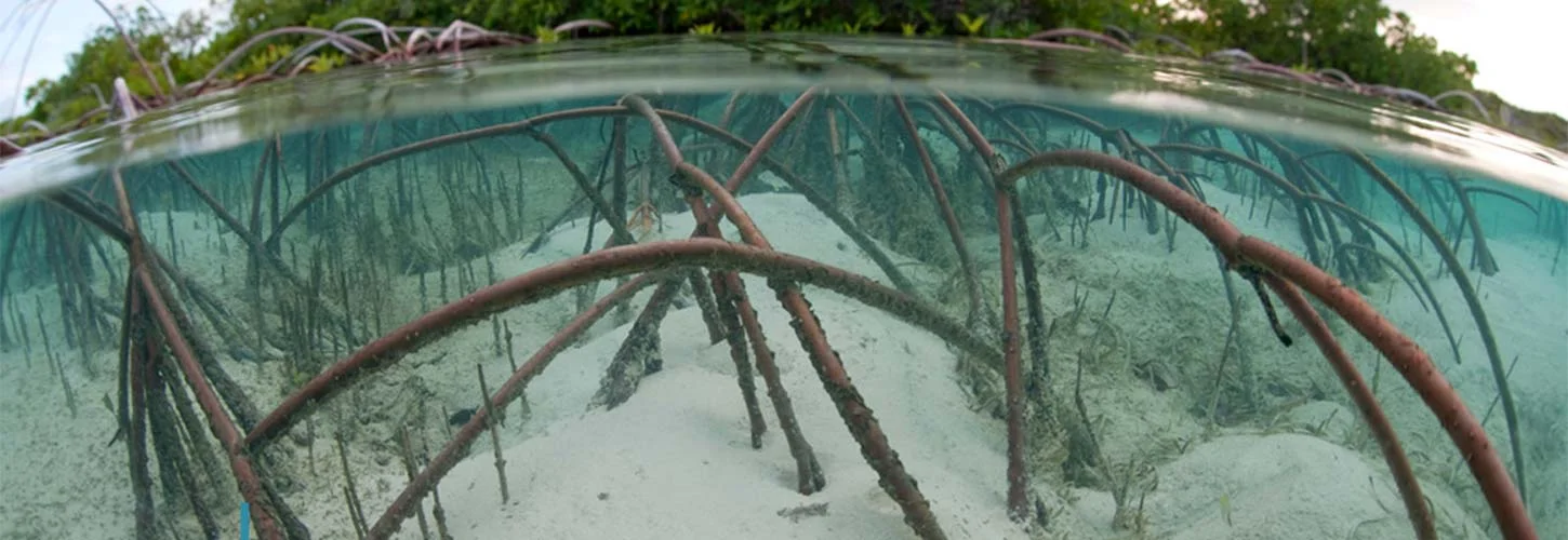 What is Blue Carbon? — The Blue Carbon Initiative