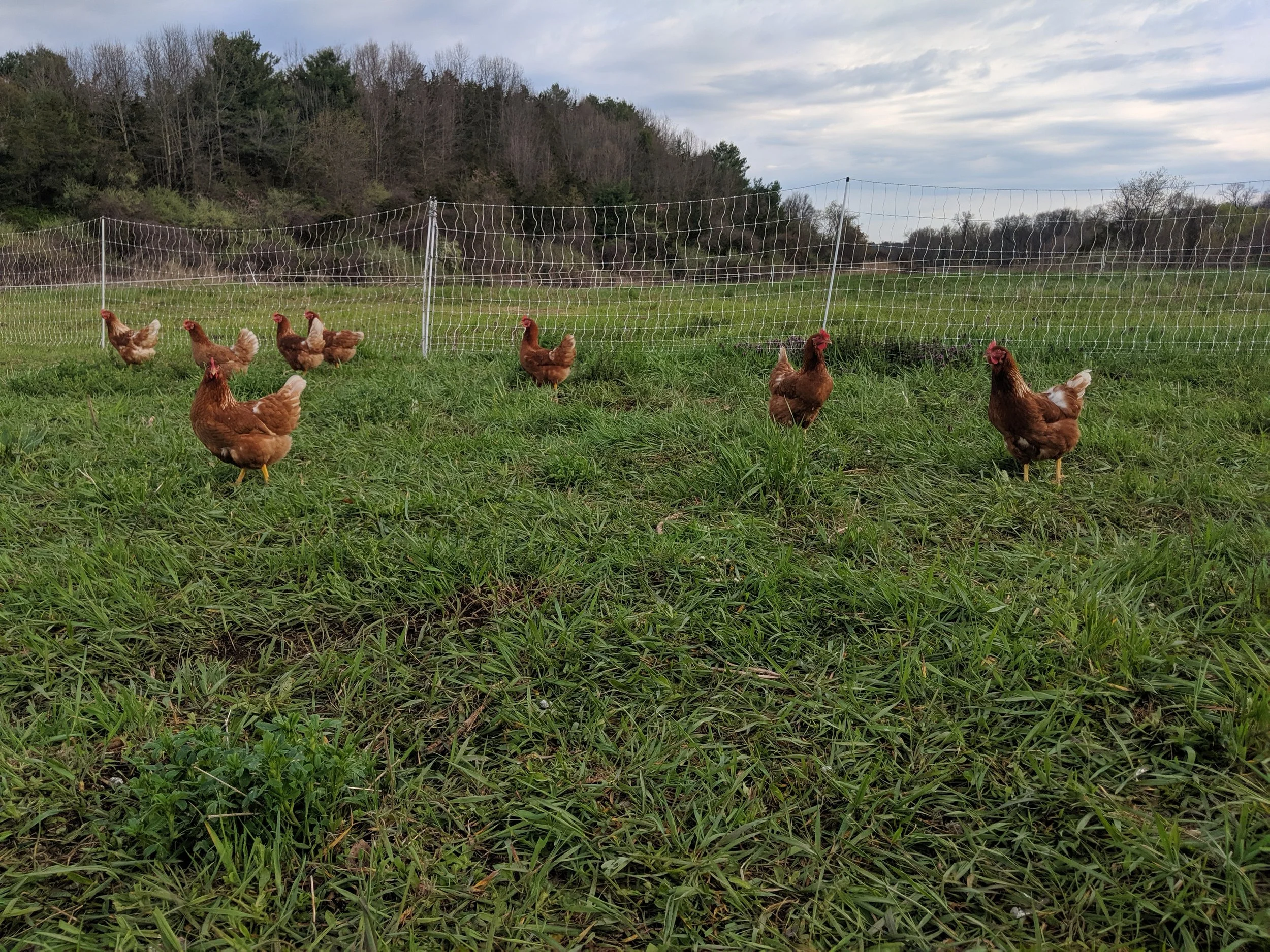 SHOP NOW — Sub-Edge Farm