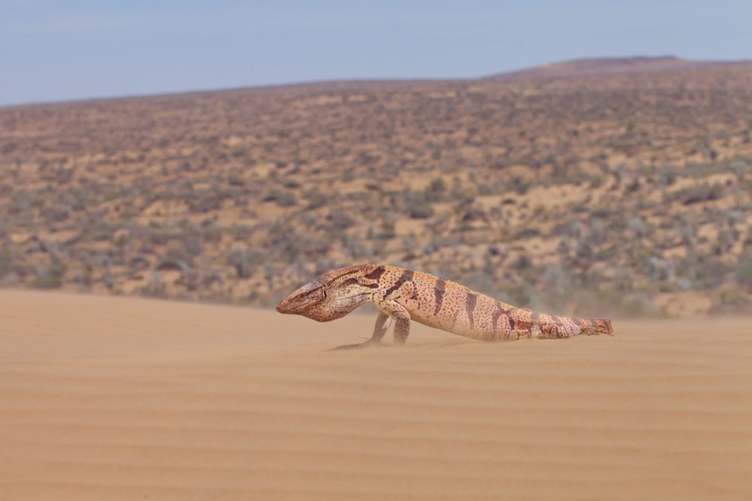 Labeled the ‘Cold Winter Deserts of Central Asia’ IUCN Recommends 4 ...
