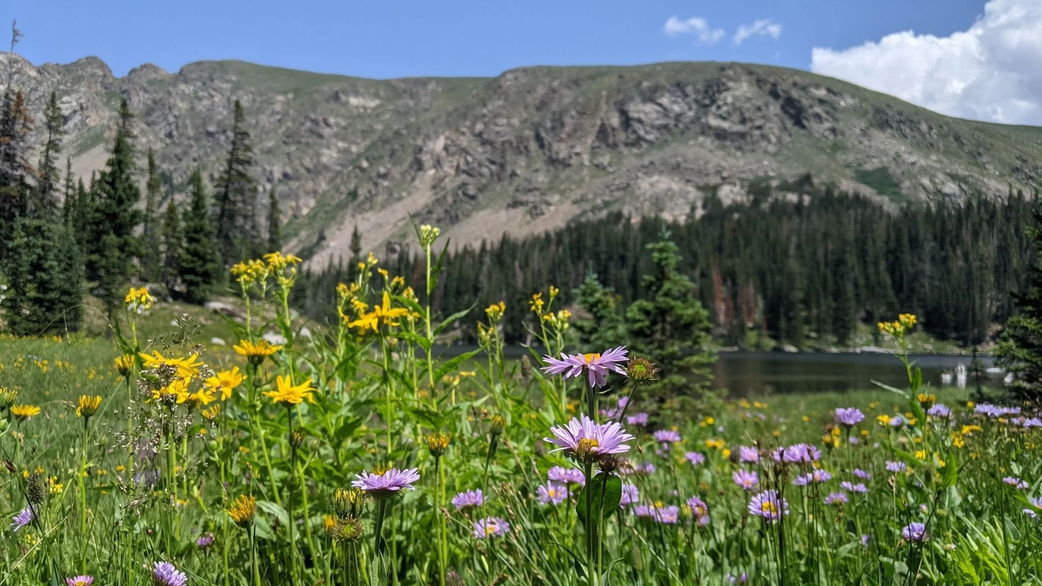 Top 8 Wildflower Hikes In Colorado — Titus Adventure Company