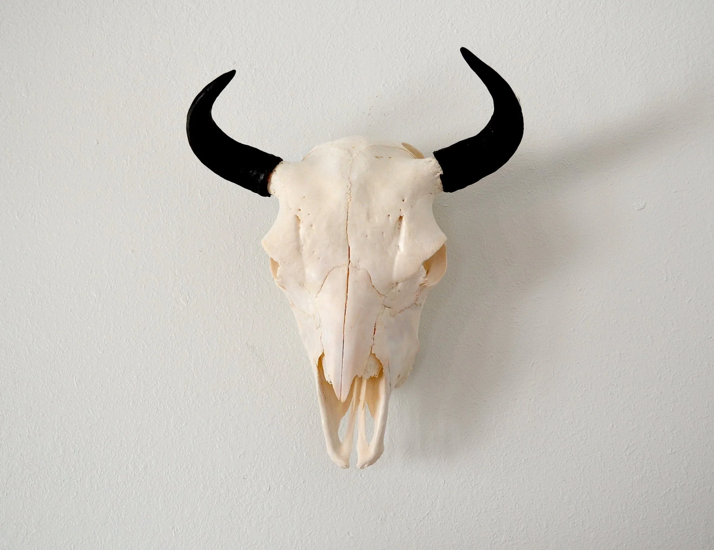 Bison Bison Skull