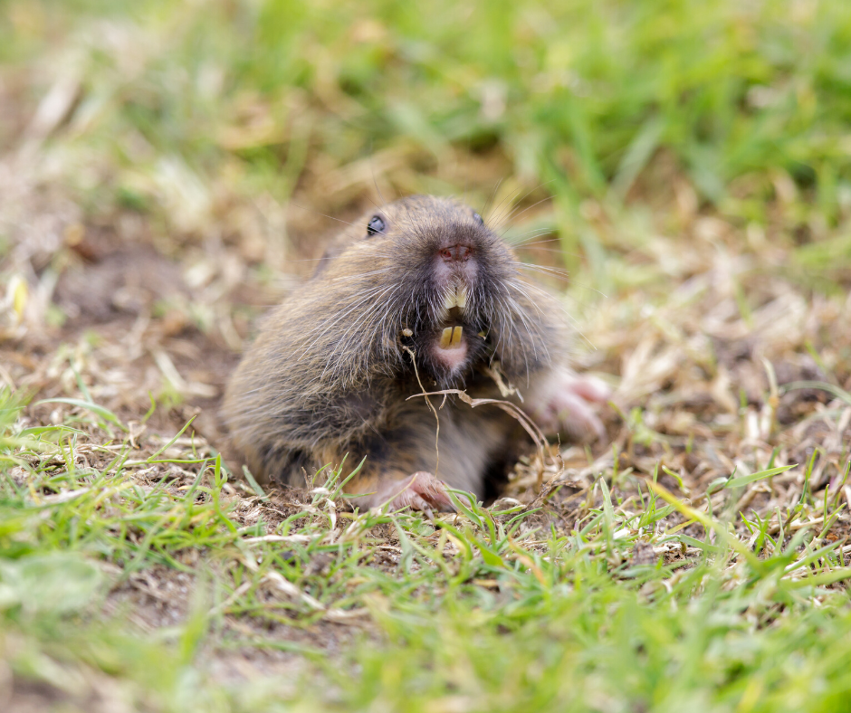 Calgary Gopher Exterminator | Wildlife Control | Calgary Pest Control ...