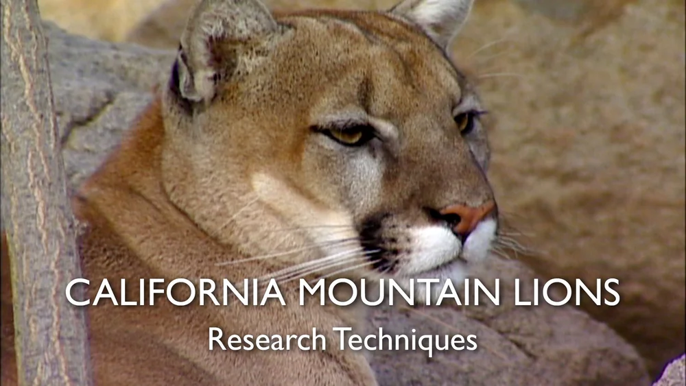California Mountain Lions