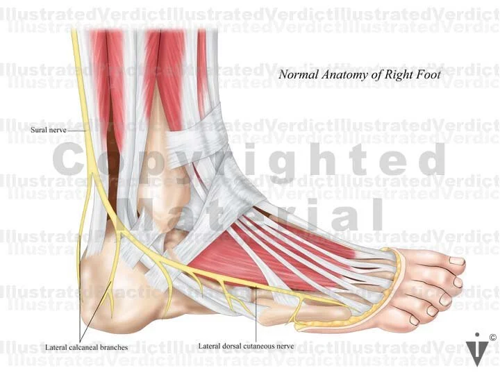 Stock Ankle: Normal Anatomy — Illustrated Verdict