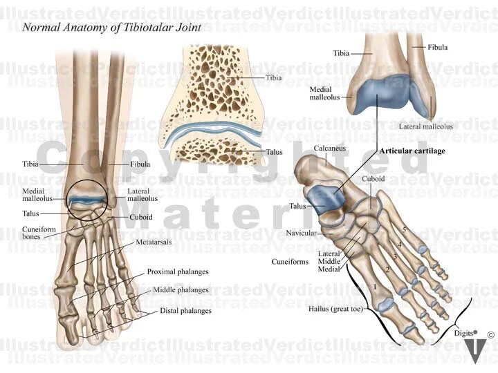 Stock Ankle: Normal Anatomy — Illustrated Verdict
