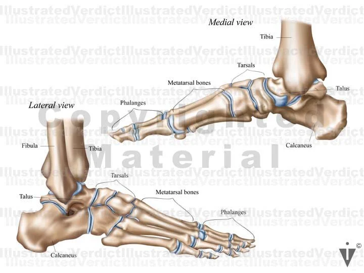Stock Ankle: Normal Anatomy — Illustrated Verdict