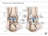 Stock Ankle: Normal Anatomy — Illustrated Verdict