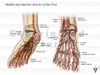 Stock Ankle: Normal Anatomy — Illustrated Verdict